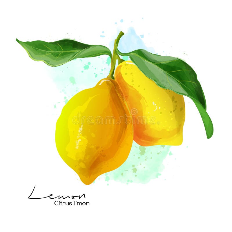 Two lemons on a branch stock vector. Illustration of blots - 108527899
