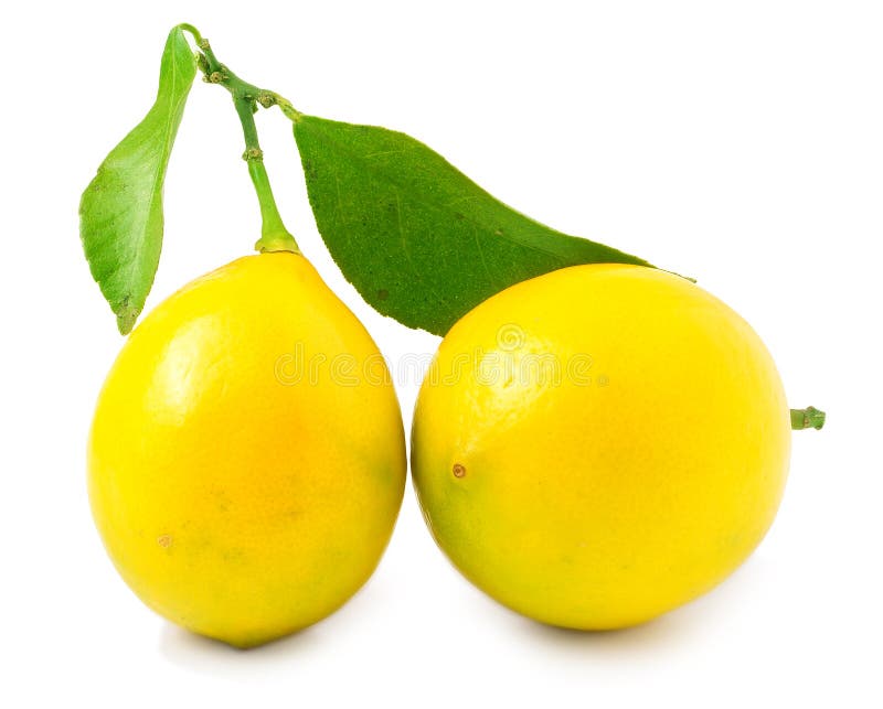 Two lemons with leaf stock photo. Image of organic, citrus - 64653776