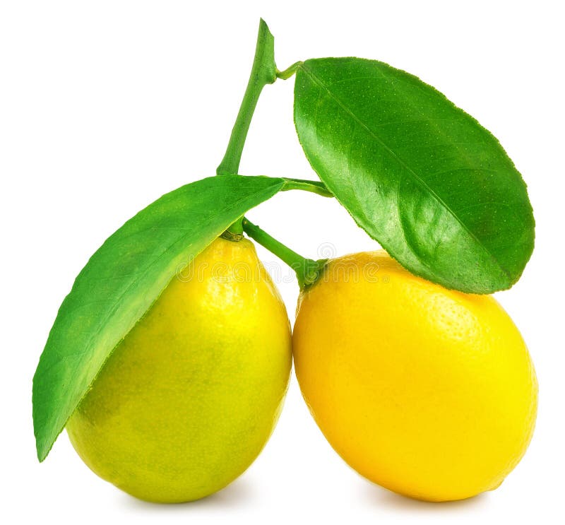 Two lemons with leaf stock photo. Image of natural, nutrition - 70009258