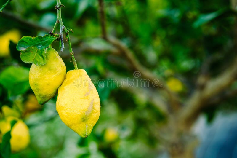 Two Lemons Located at the End of the Lemon Tree Branch Stock Photo ...