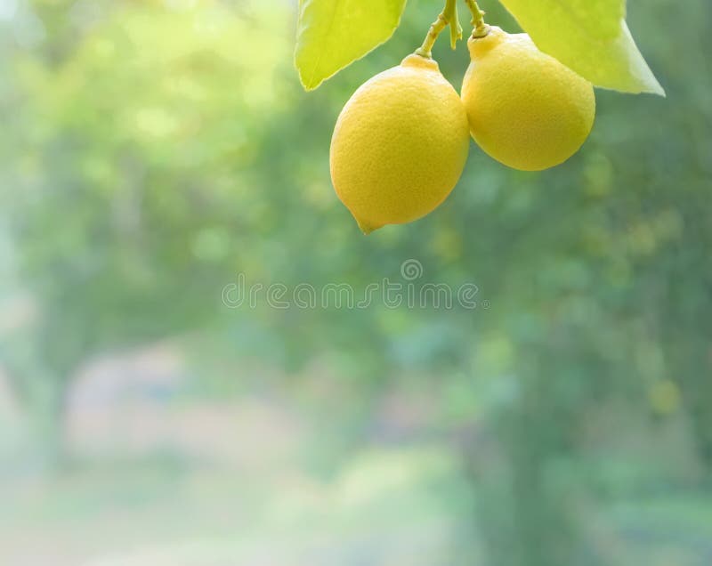 Two Lemons on a Tree Branch with Soft Focused Lemon Garden on ...