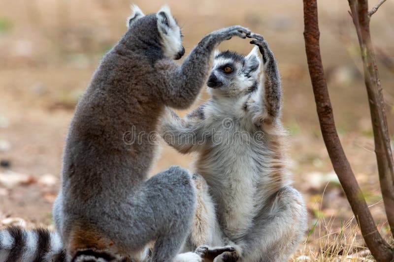 Two Lemurs with Hands Touching, Standing Side by Side. Stock Photo ...