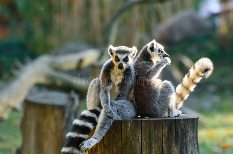 Two Lemurs Sit on a Cut Tree Trunk and Rest at the End of the Day Stock ...