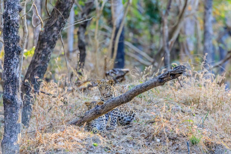 Two Leopard Cub Peering from Behind a Fallen Tree Stock Image - Image ...