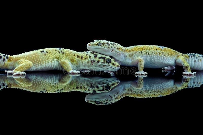 Two Leopard Gecko or Eublepharis Macularius Stock Photo - Image of shot ...