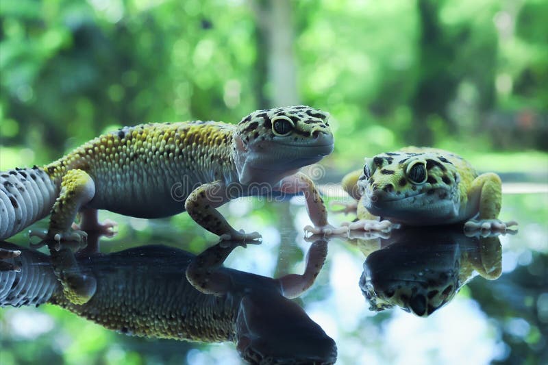 Two Leopard Gecko or Eublepharis Macularius Stock Image - Image of ...