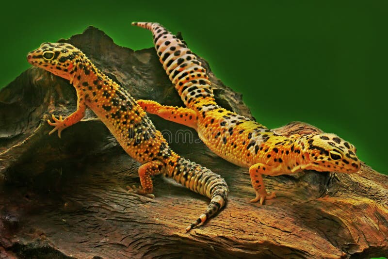 Two Leopard Geckos are Posing in a Distinctive Style. Stock Photo ...