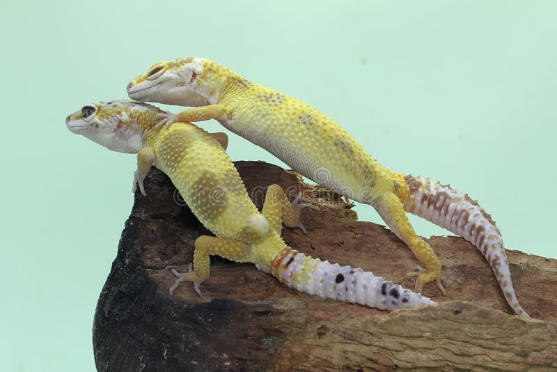 Two leopard geckos stock photo. Image of reflected, camouflaged - 22762410