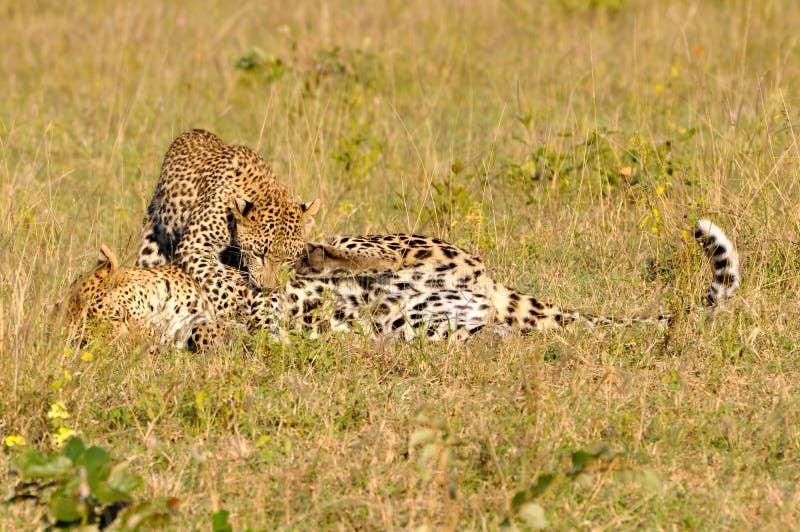 Two Leopard Playing stock image. Image of kruger, spots - 82198975