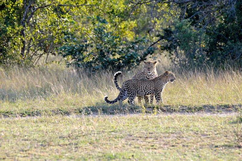 Two Leopard Playing stock photo. Image of south, beautiful - 82199992
