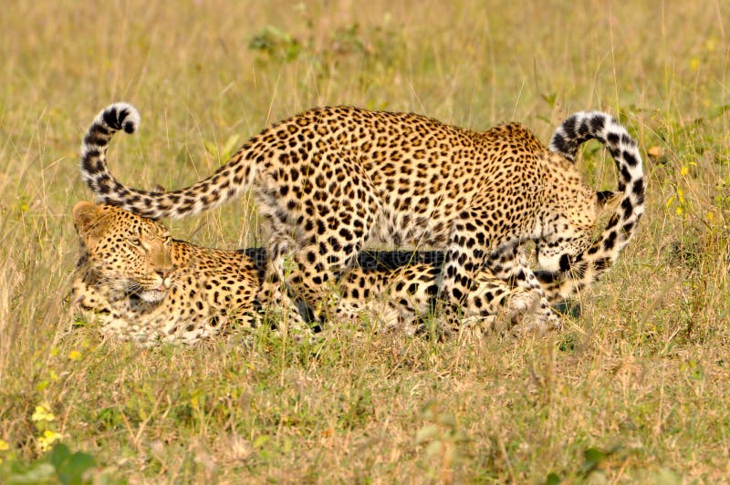 Two Leopard Playing stock photo. Image of playing, cute - 82188772