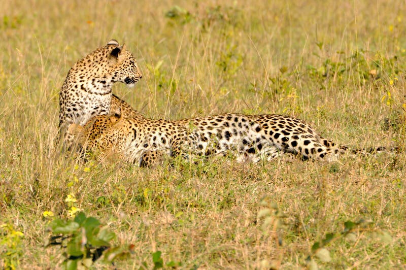 Two Leopard Playing stock photo. Image of south, savannahs - 82188930