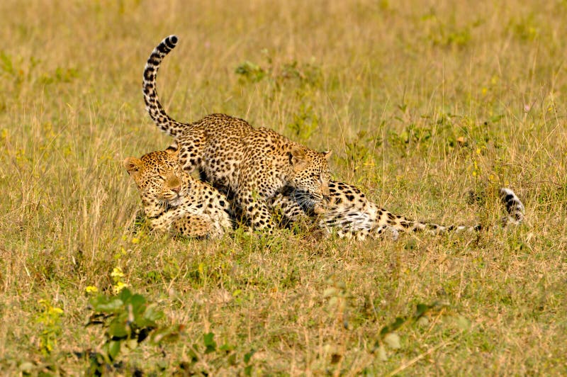 Two Leopard Playing stock image. Image of fast, spots - 82188985