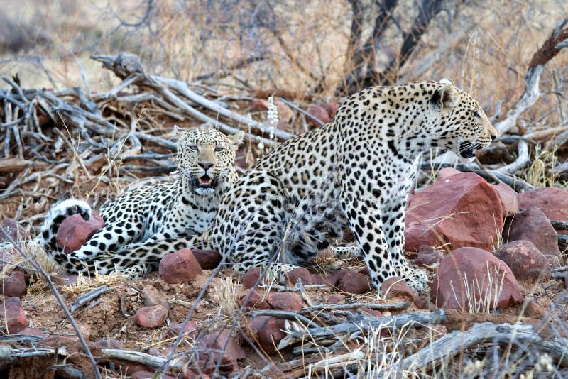 Two Leopards in the Steppe - Namibia Africa Stock Photo - Image of ...