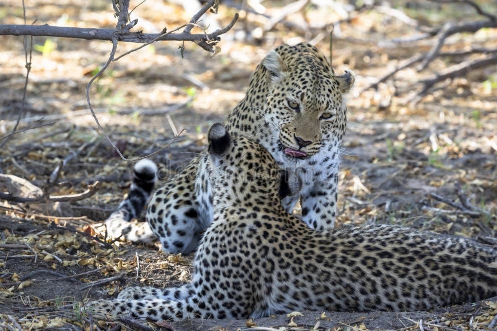 Leopards Mating in Botswana, Africa Stock Photo - Image of portrait, adventure: 312148074