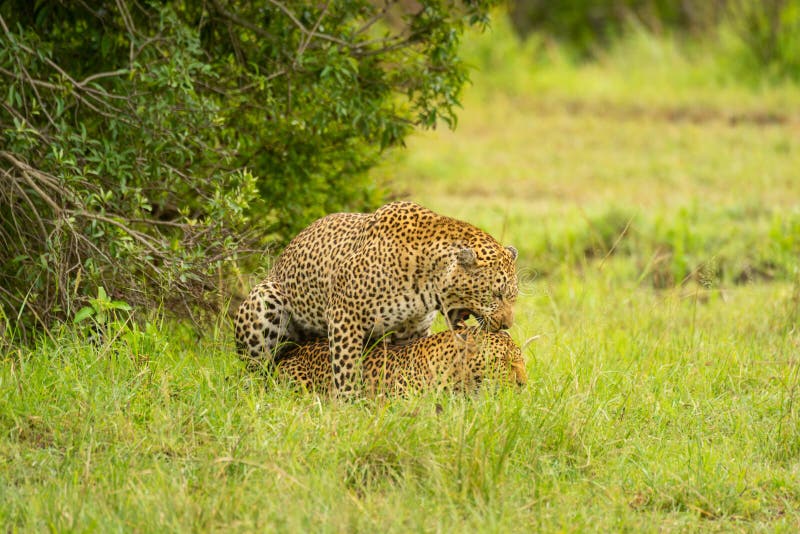 Two Leopards Mating in Grass by Bush Stock Image - Image of leopards, bush: 191985655