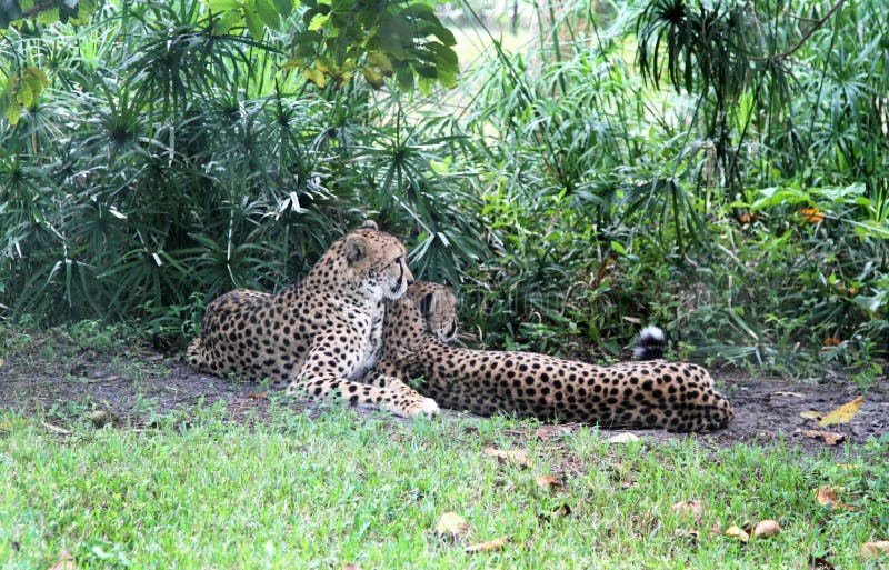 Two Leopards in a Park Area Stock Photo - Image of mammal, hunter ...