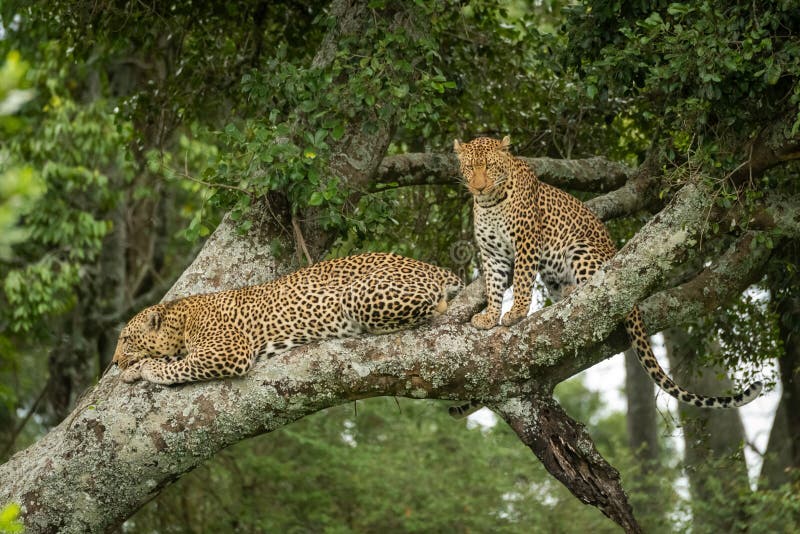 Two Leopards Sit and Lie in Tree Stock Image - Image of mara, carnivore ...