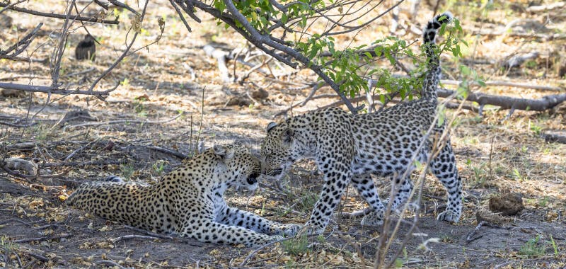 Leopards Welcoming Each Other in Botswana, Africa Stock Photo - Image ...