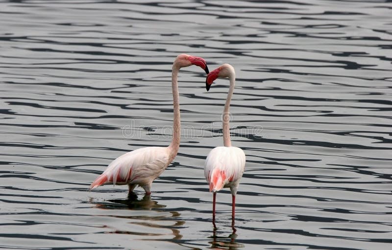 Two Lesser Flamingos stock image. Image of lake, colorful - 5102569