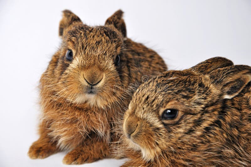 Two leverets stock photo. Image of little, leveret, cute - 35855402