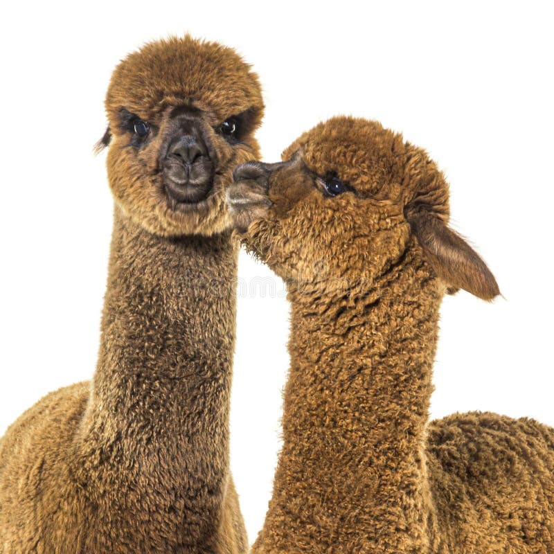 Two Light and Dark Brown Alpacas - Lama Pacos, Together Isolated Stock ...