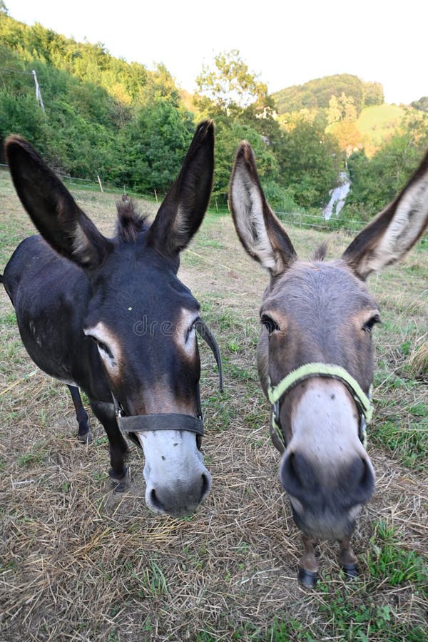 Two curious donkeys stock photo. Image of herd, deer - 352685258