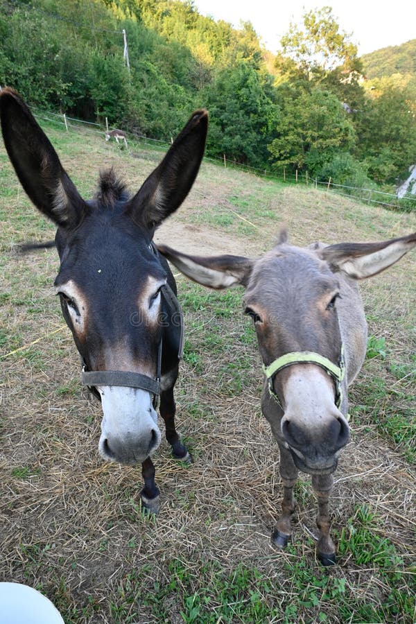 Two donkey stock image. Image of mammal, herd, bridle - 352685303