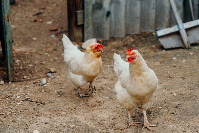 Two Light Hens Come Out of the Doors of the Coop in the Bird`s Yard ...