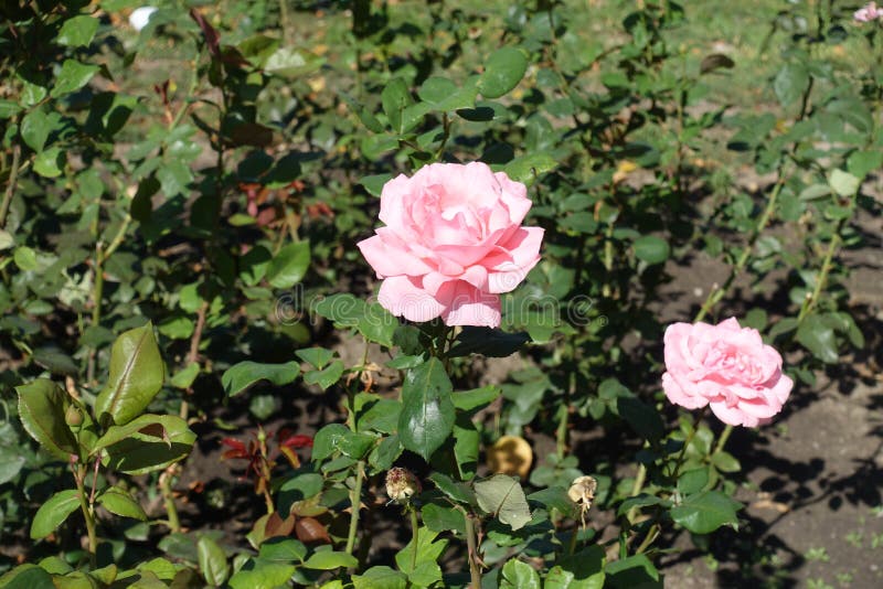 Two Pink Flowers of Garden Rose Stock Image - Image of nature, branch ...