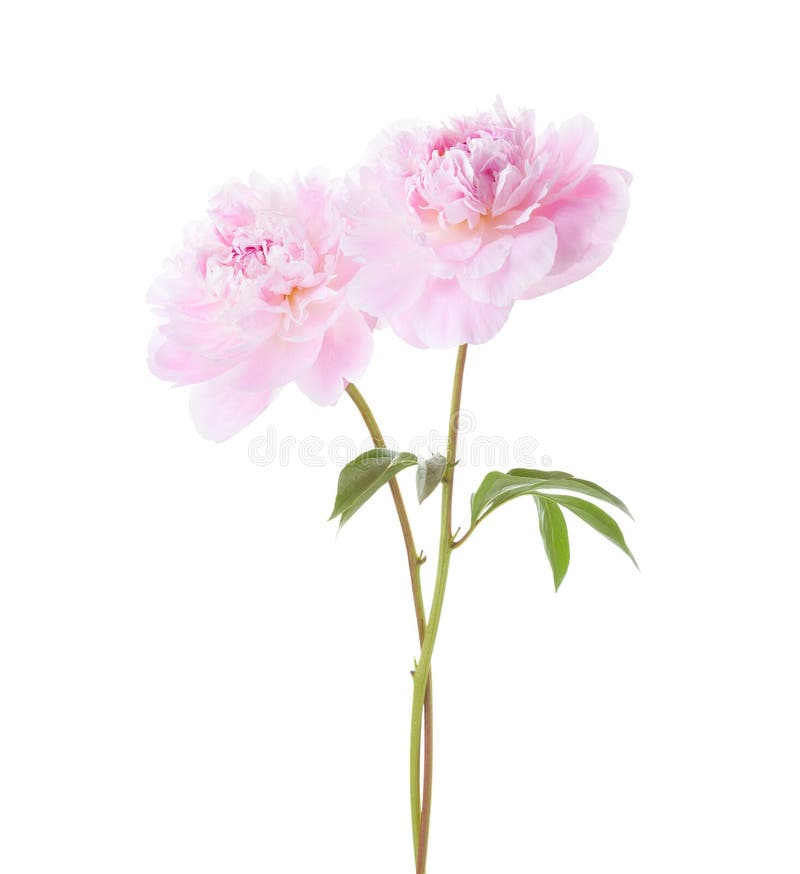 Two Light Pink Peonies Isolated on White Background Stock Image - Image ...