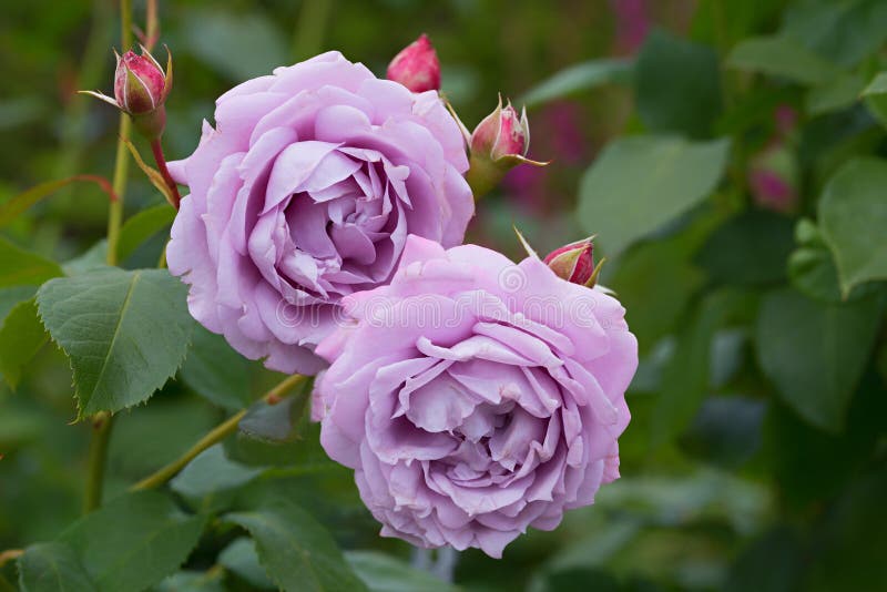 Two Light Purple Blooming Roses, Special Variety Stock Image - Image of ...