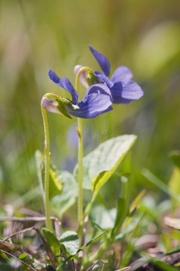 Viola Blooms - Double Trouble Stock Photo - Image of herb, spring ...
