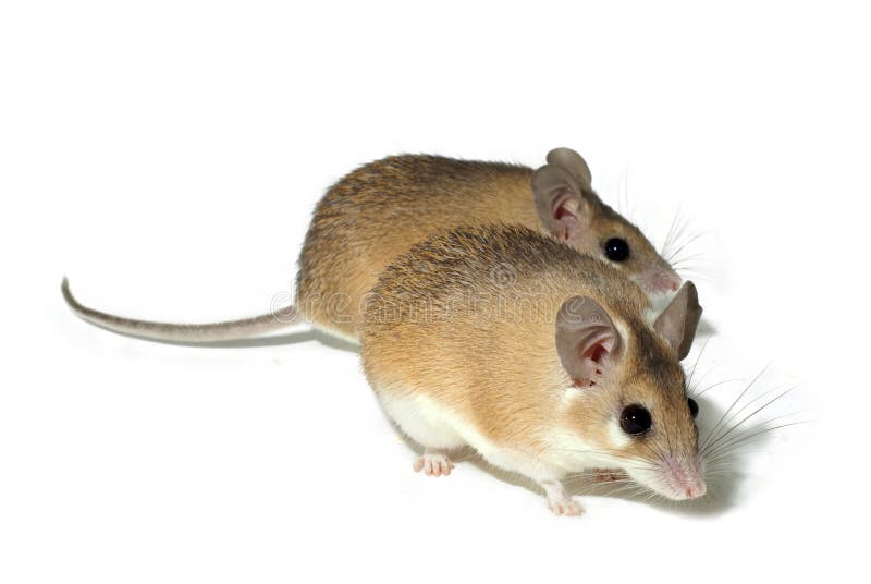 Light-yellow Spiny Mouse Isolated Stock Photo - Image of isolated, bare ...