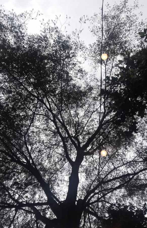 Two Lightbulbs Under a Tree Stock Image - Image of monochrome, darkness ...