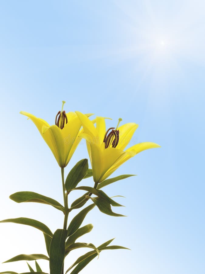 Two lily flowers stock image. Image of yellow, sunny, present - 6974675