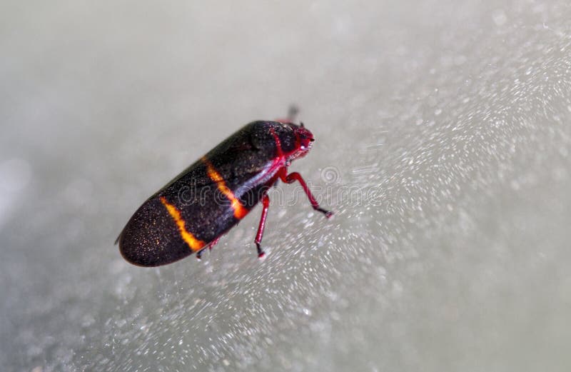Two-lined Spittlebug - Prosapia Bicincta - Black Winged Bug with Orange ...