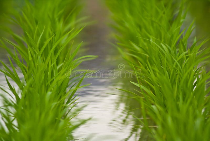 Two lines of rice plants stock image. Image of travel - 12331449