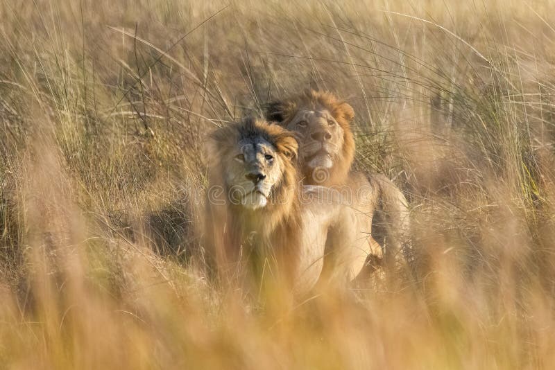 Two lion brothers hiding stock photo. Image of brothers - 287144088