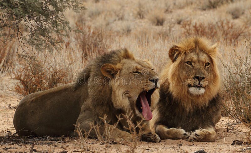 Two Lion Brothers in the Kgaligadi 2 Stock Photo - Image of panthere ...