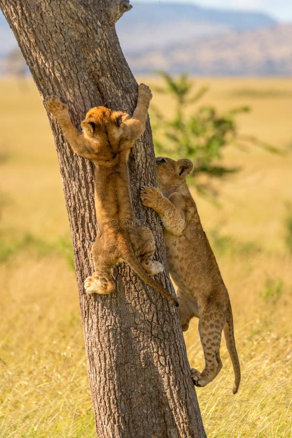 Two Lion Cubs Climb Tree on Savannah Stock Photo - Image of carnivore ...