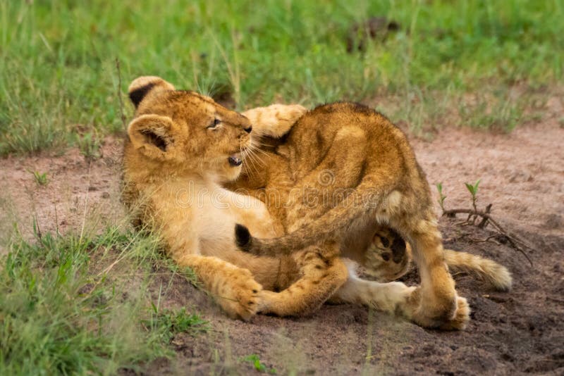 Two Lion Cubs in Grass Play Fight Stock Image - Image of panthera ...