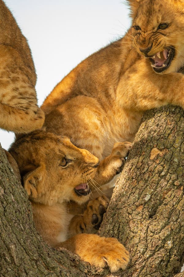 Two Lion Cubs Lie Snarling in Tree Stock Image - Image of camp, drive ...