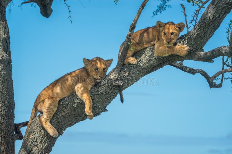 Two Lion Cubs Lie on Tree Branch Stock Image - Image of outdoors ...