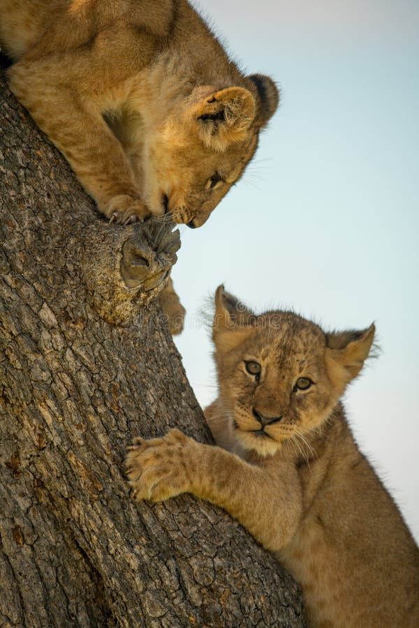 Two Lion Cubs Lie on Tree Trunk Stock Photo - Image of felid, serengeti ...