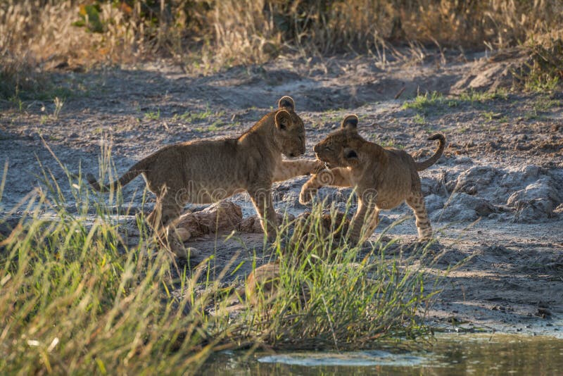 Two Lion Cubs Play Fighting in Grass Stock Image - Image of african ...