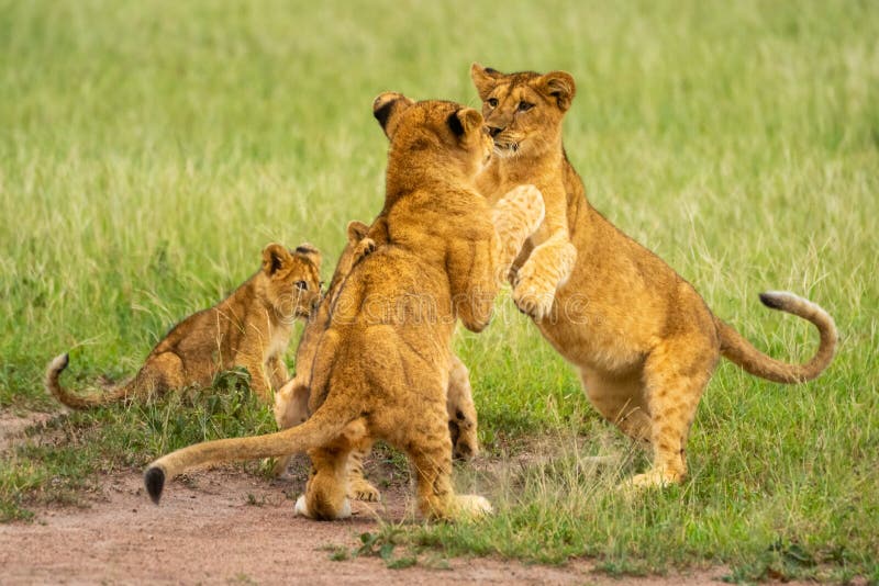 Two Lion Cubs Play Fighting beside Others Stock Photo - Image of family ...