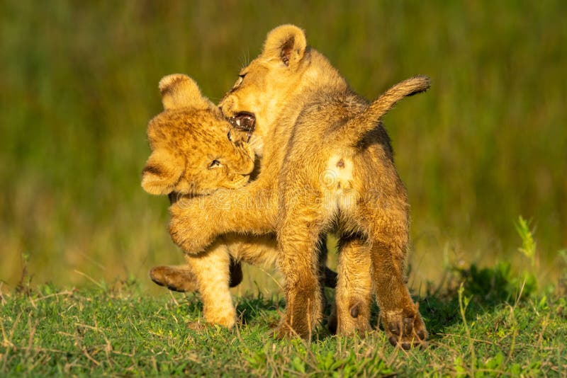 Two Lion Cubs Playfully Biting Each Other Stock Image - Image of africa ...