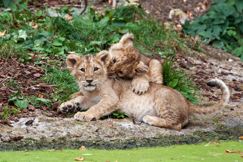 Two lion cubs playing stock photo. Image of landscape - 29115348
