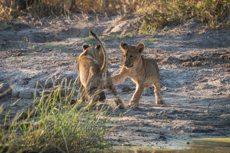 Two Lion Cubs Playing on Dusty Ground Stock Image - Image of grassy ...